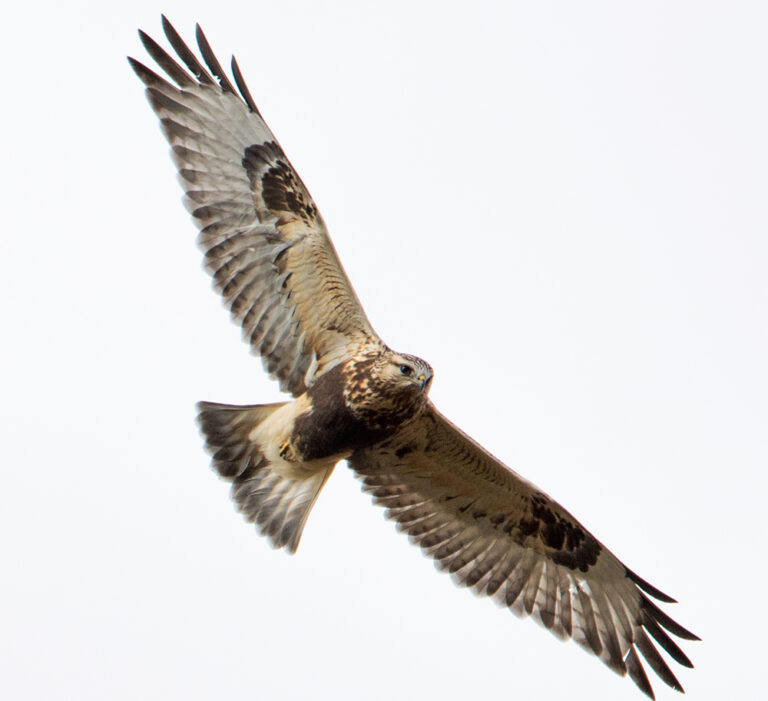 Hamlin Beach State Park - Rochester Birding Association