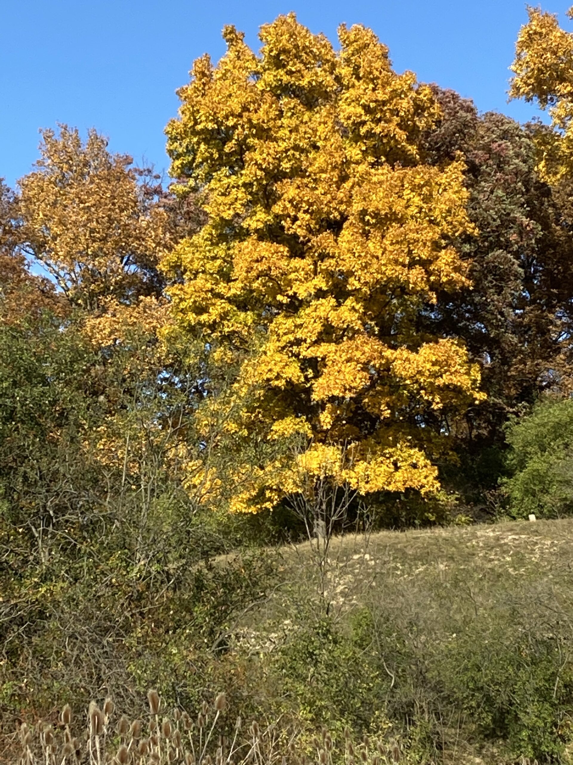 To rake or not to rake? - Rochester Birding Association