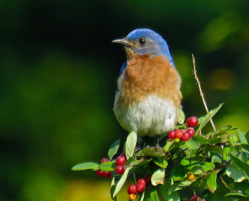 Odonata Sanctuary - Rochester Birding Association