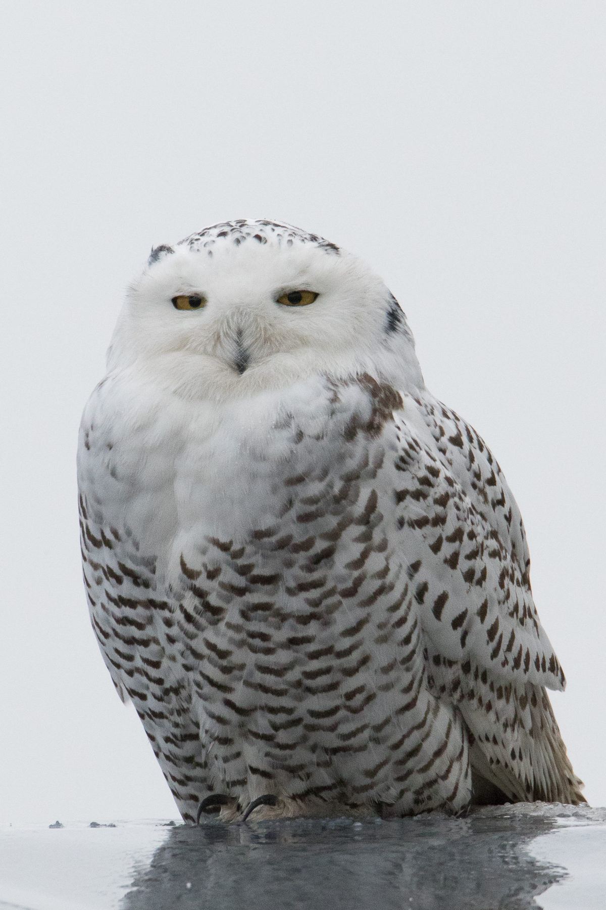 Why won’t anyone tell you where the owls are? - Rochester Birding ...