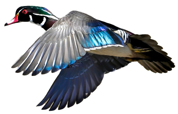 Access to Birds and Birding Fund - Rochester Birding Association